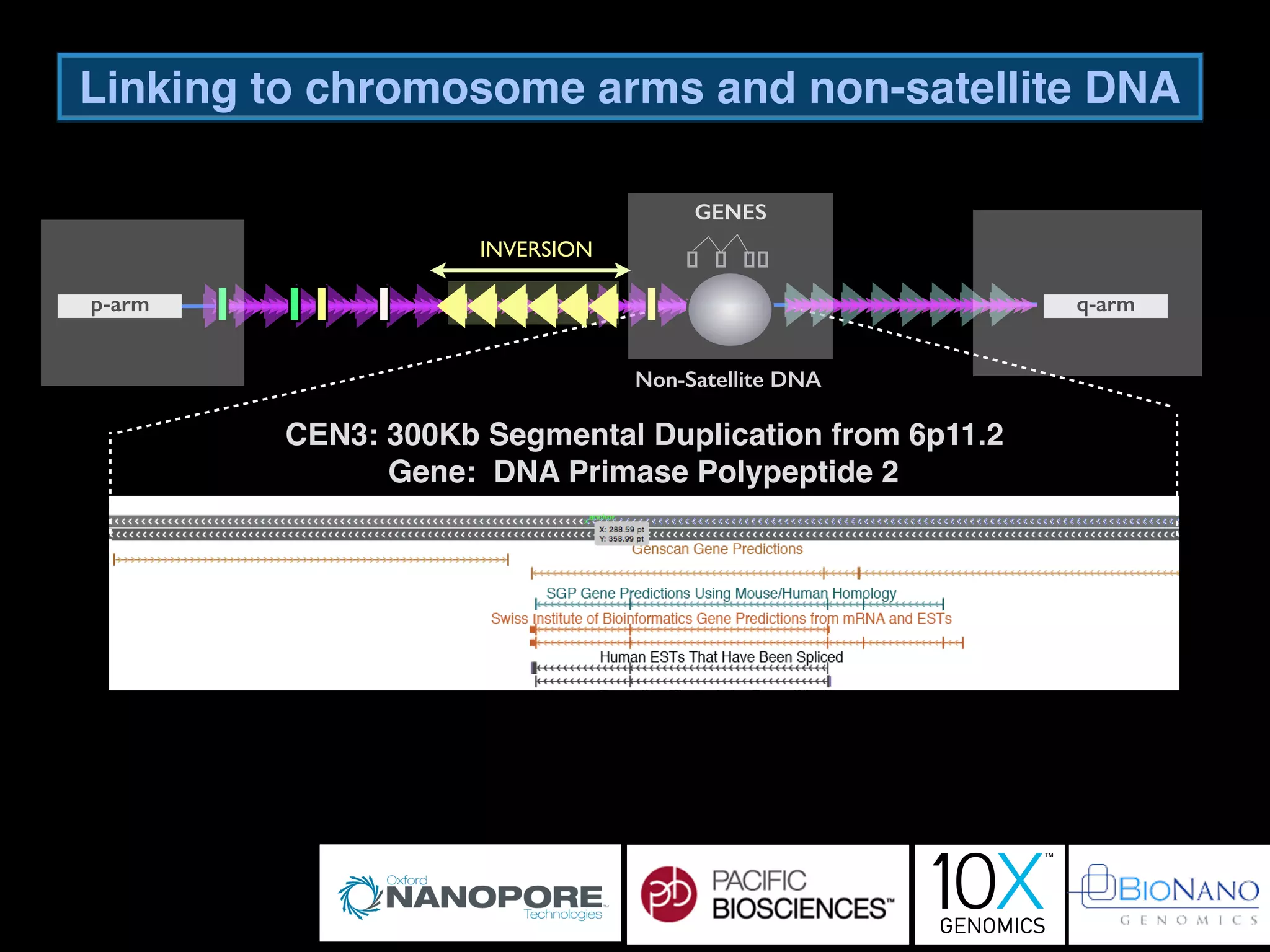 Karen miga centromere sequence characterization and variant detection | PPT