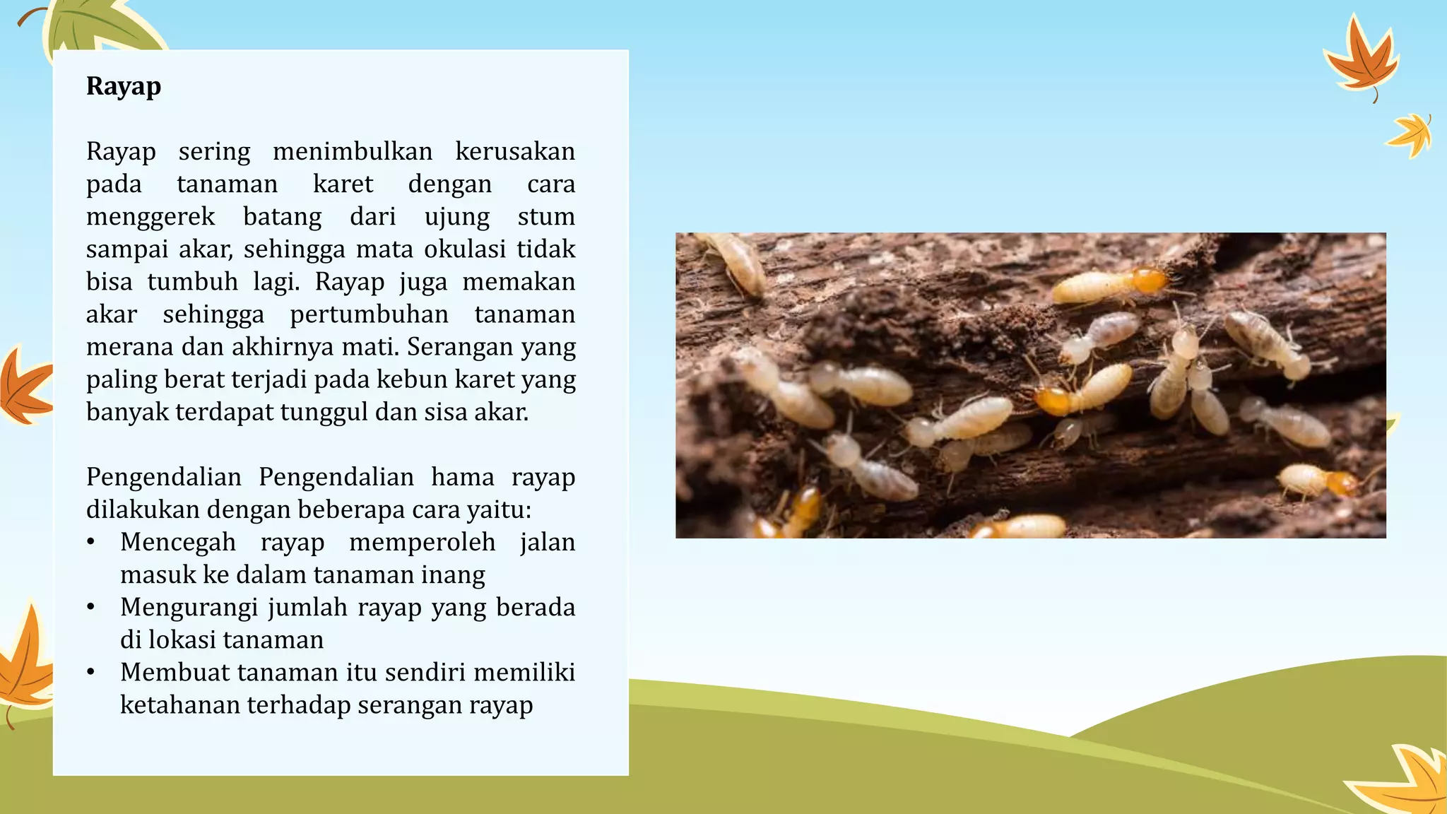 Hama dan penyakit karet | PPTX
