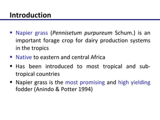 Molecular characterization of Napier grass (Pennisetum purpureum ...