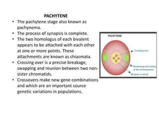 Meiosis Cell Division Seminar 2024 By - Karishma | PPTX | Infertility ...