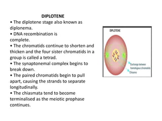 Meiosis Cell Division Seminar 2024 By - Karishma | PPT