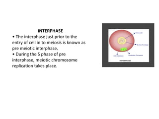Meiosis Cell Division Seminar 2024 By - Karishma | PPTX