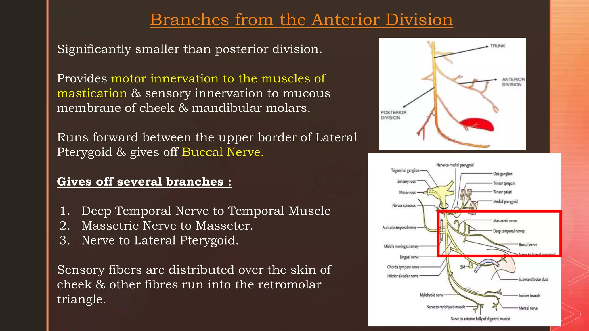 Neuroanatomy seminar with special reference to trigeminal,facial and ...