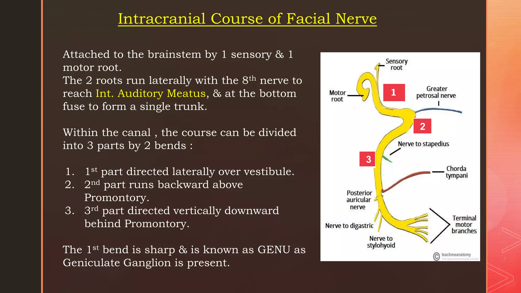 Neuroanatomy seminar with special reference to trigeminal,facial and ...