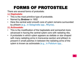 STELLAR SYSTEM IN PTERIDOPHYTE Seminar 2023- By Karishma | PPTX