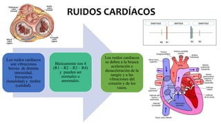 IRRIGACIÓN DEL RIÑON | PPTX