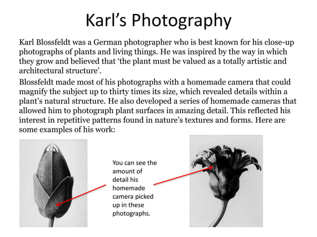 Karl Blossfeldt Photography | PPTX | Photo Editing Software | Computer ...
