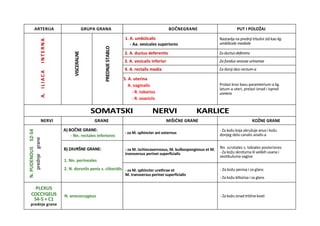 Karlica | PPT | Free download