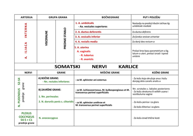 Karlica | PPT | Free download