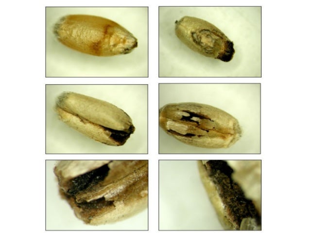 Karnal bunt of wheat