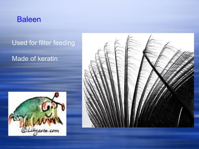 Karobi Moitra 4 H Class Whale Of A Tale | PPT