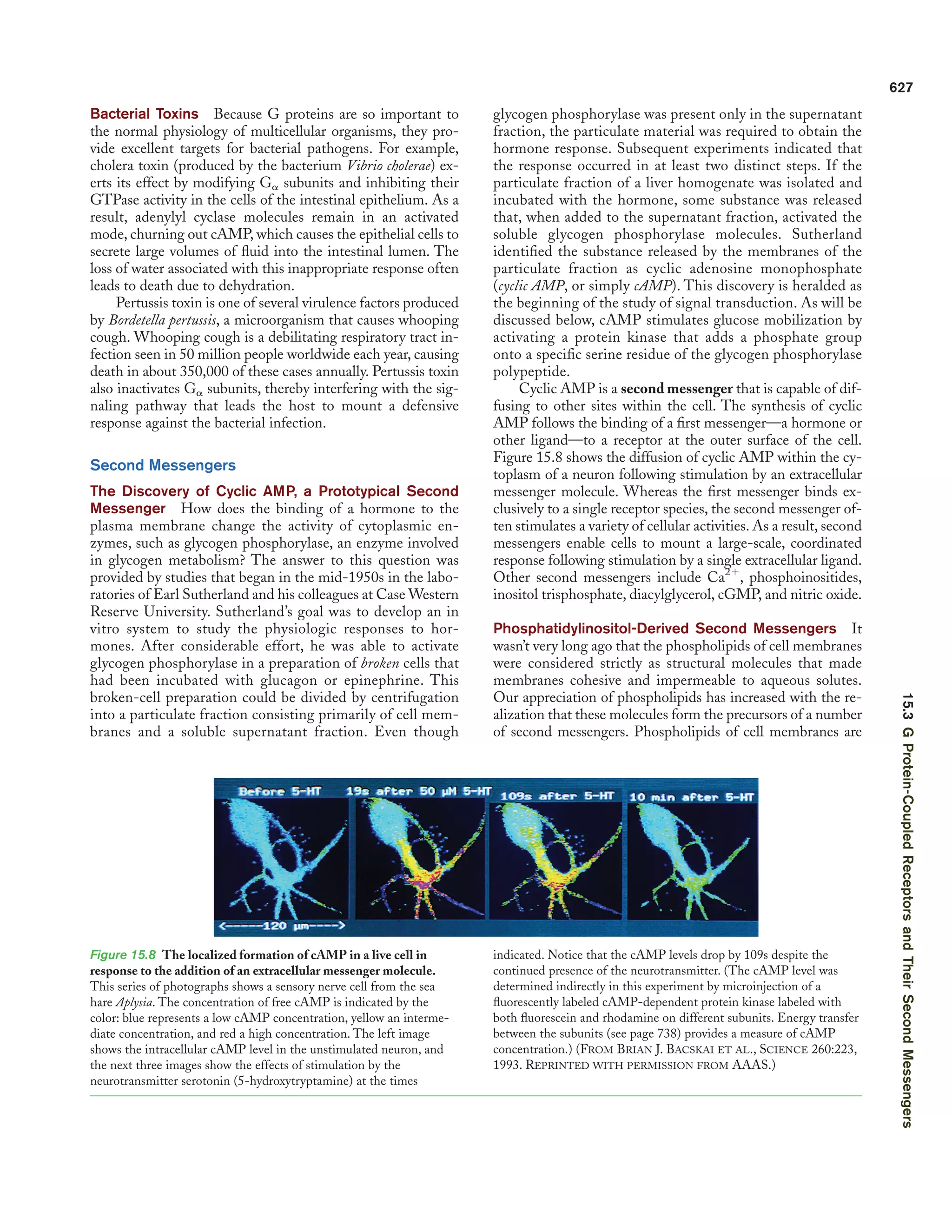Cell signalling and signal transduction Communication between cells ...