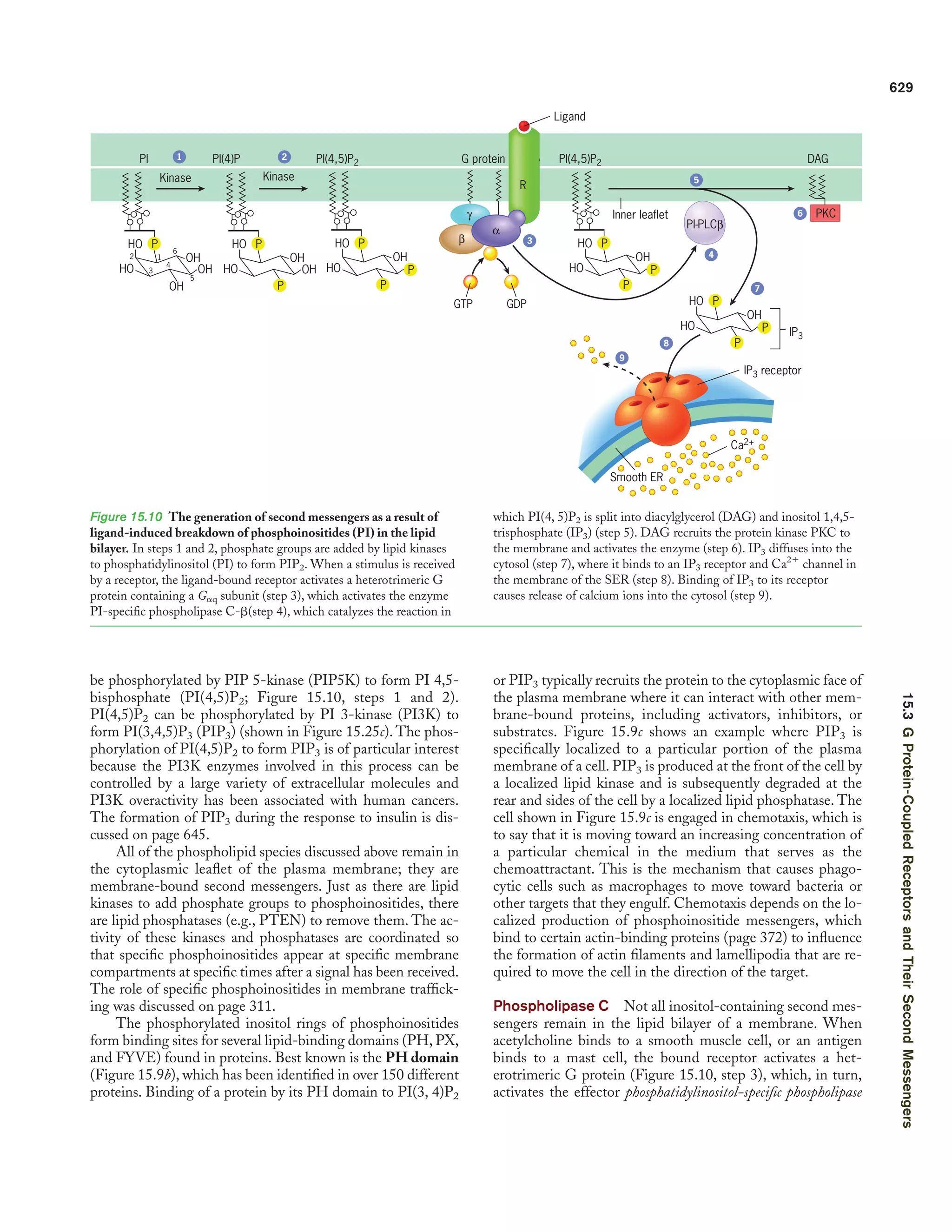 Cell signalling and signal transduction Communication between cells ...