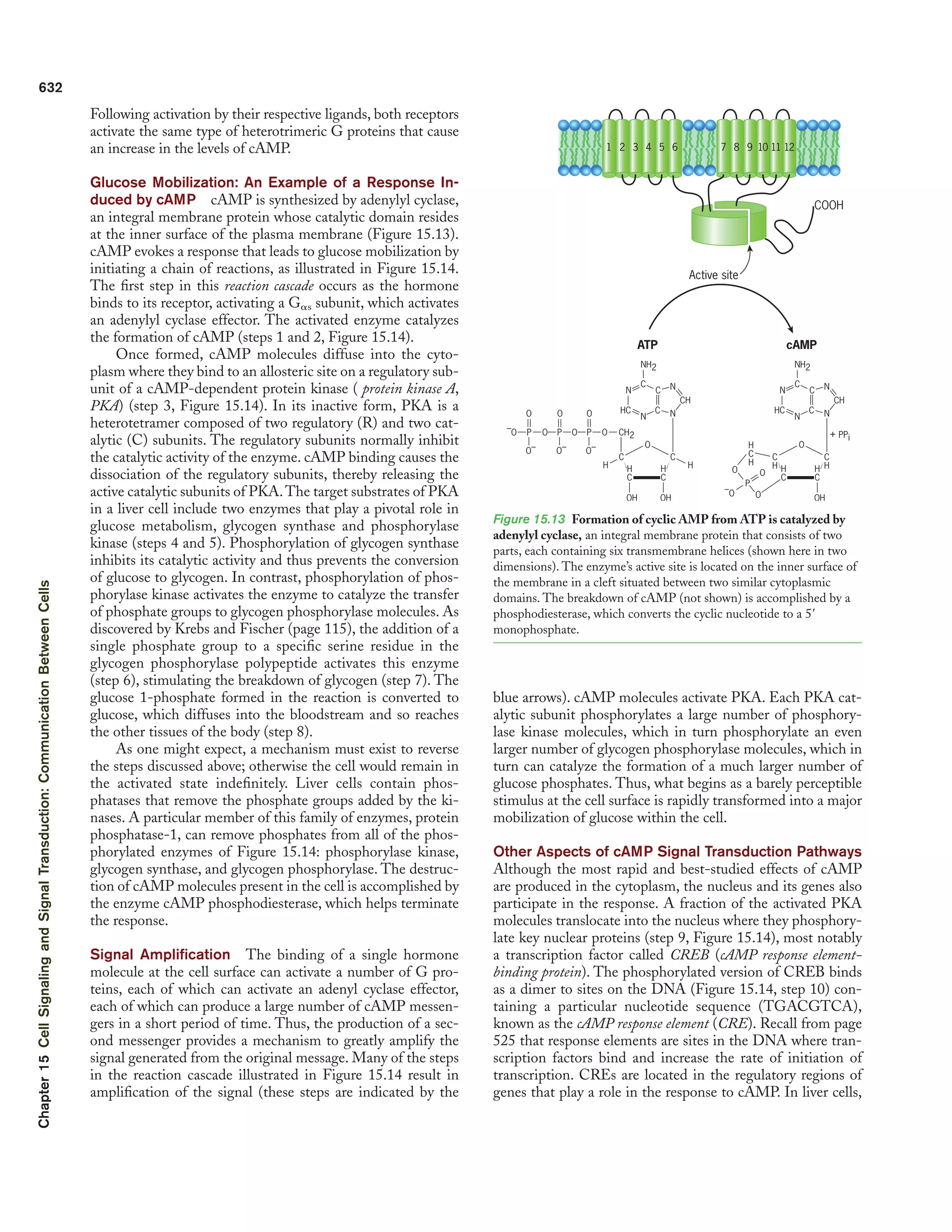 Cell signalling and signal transduction Communication between cells ...