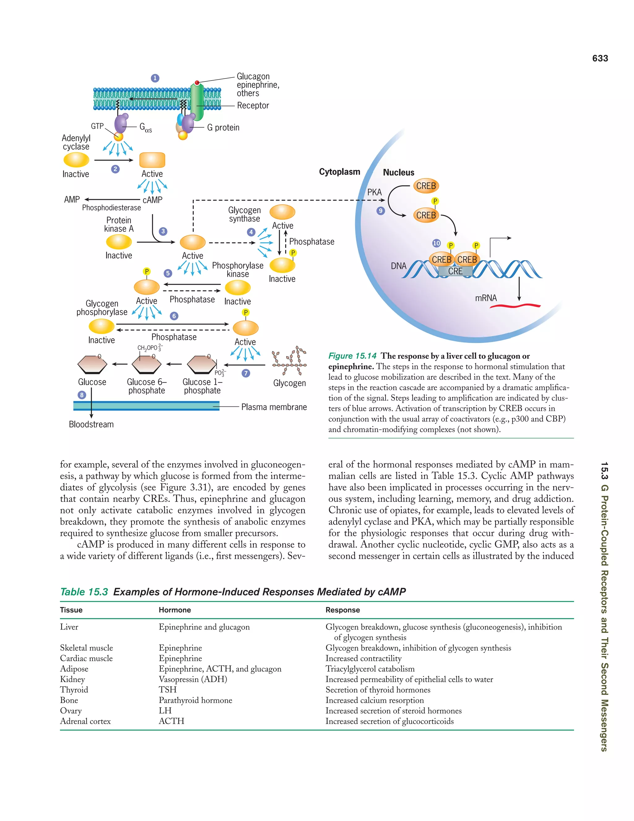 Cell signalling and signal transduction Communication between cells ...