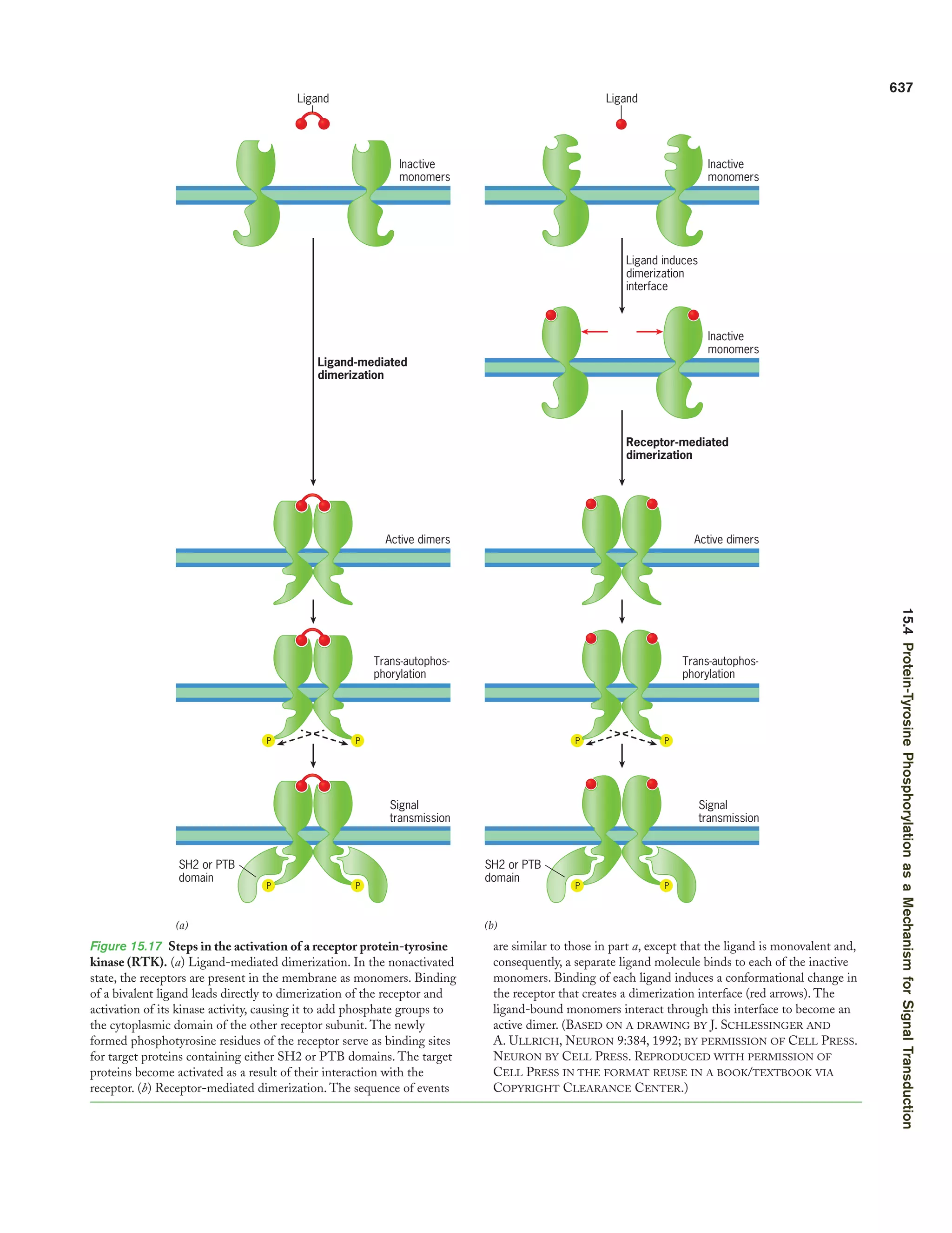 Cell signalling and signal transduction Communication between cells ...