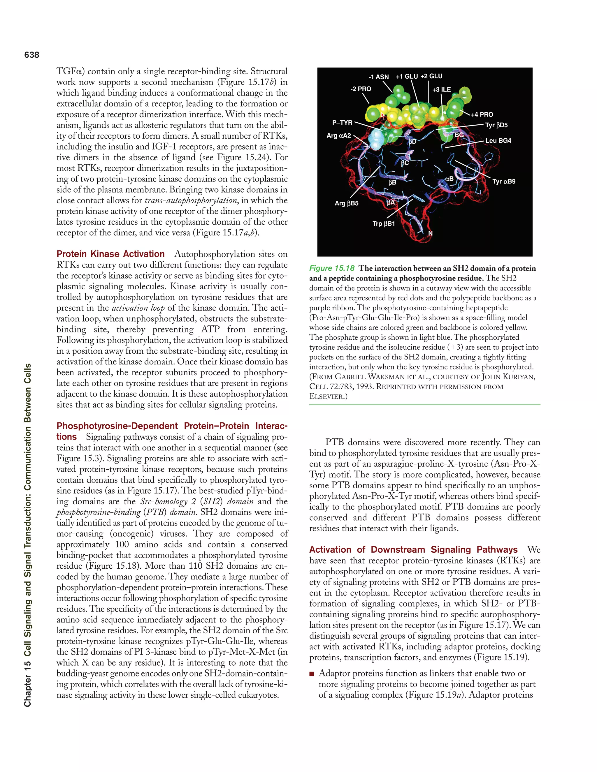 Cell signalling and signal transduction Communication between cells ...