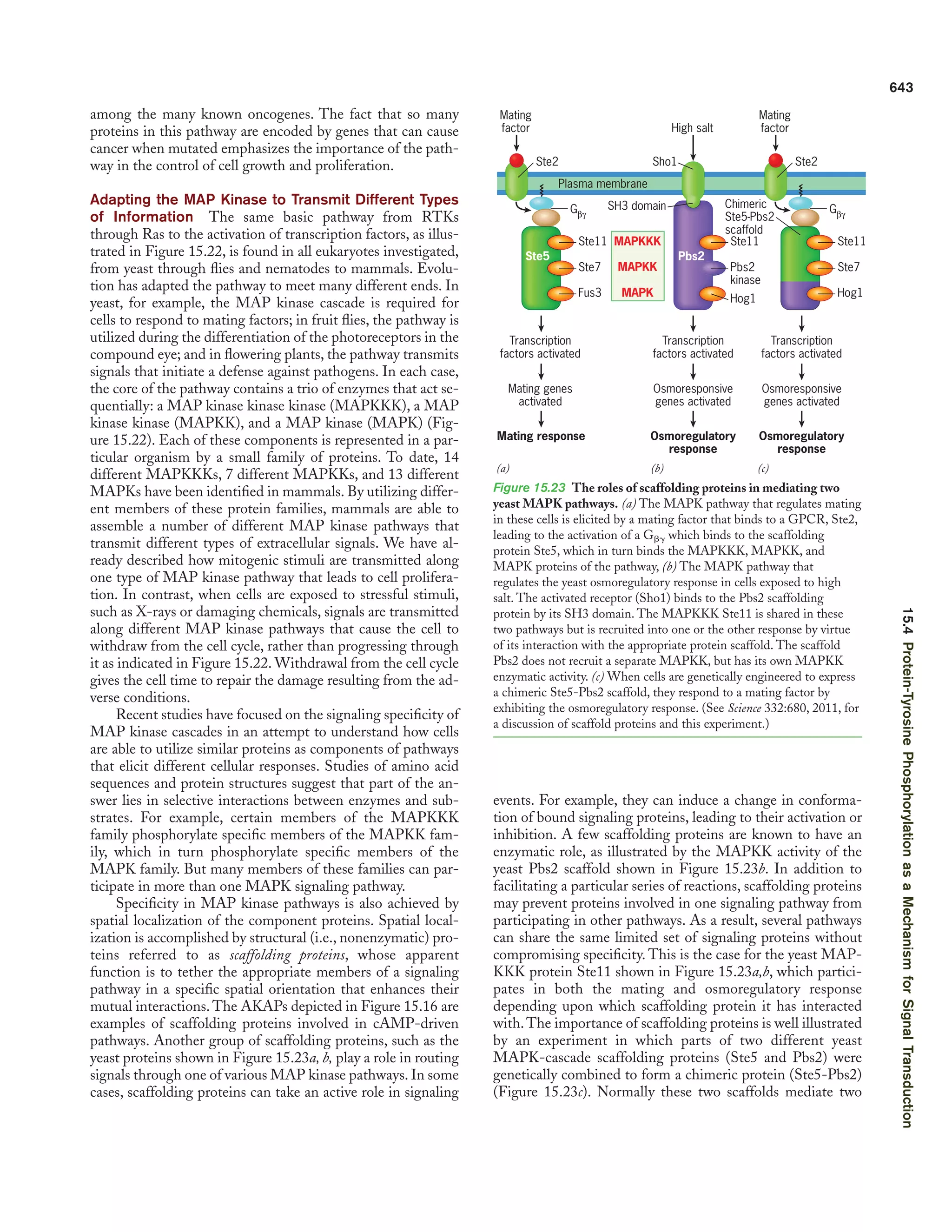 Cell signalling and signal transduction Communication between cells ...