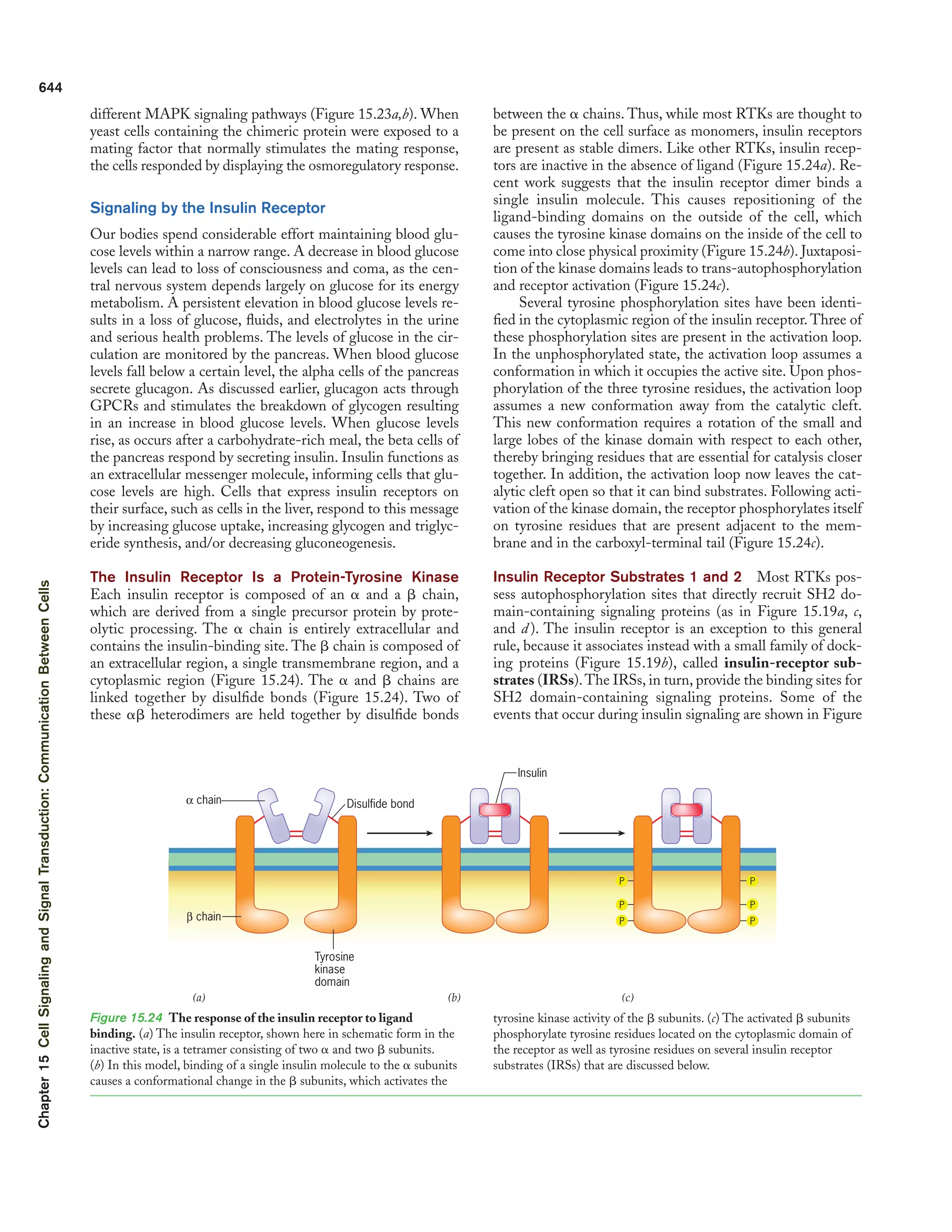 Cell signalling and signal transduction Communication between cells ...