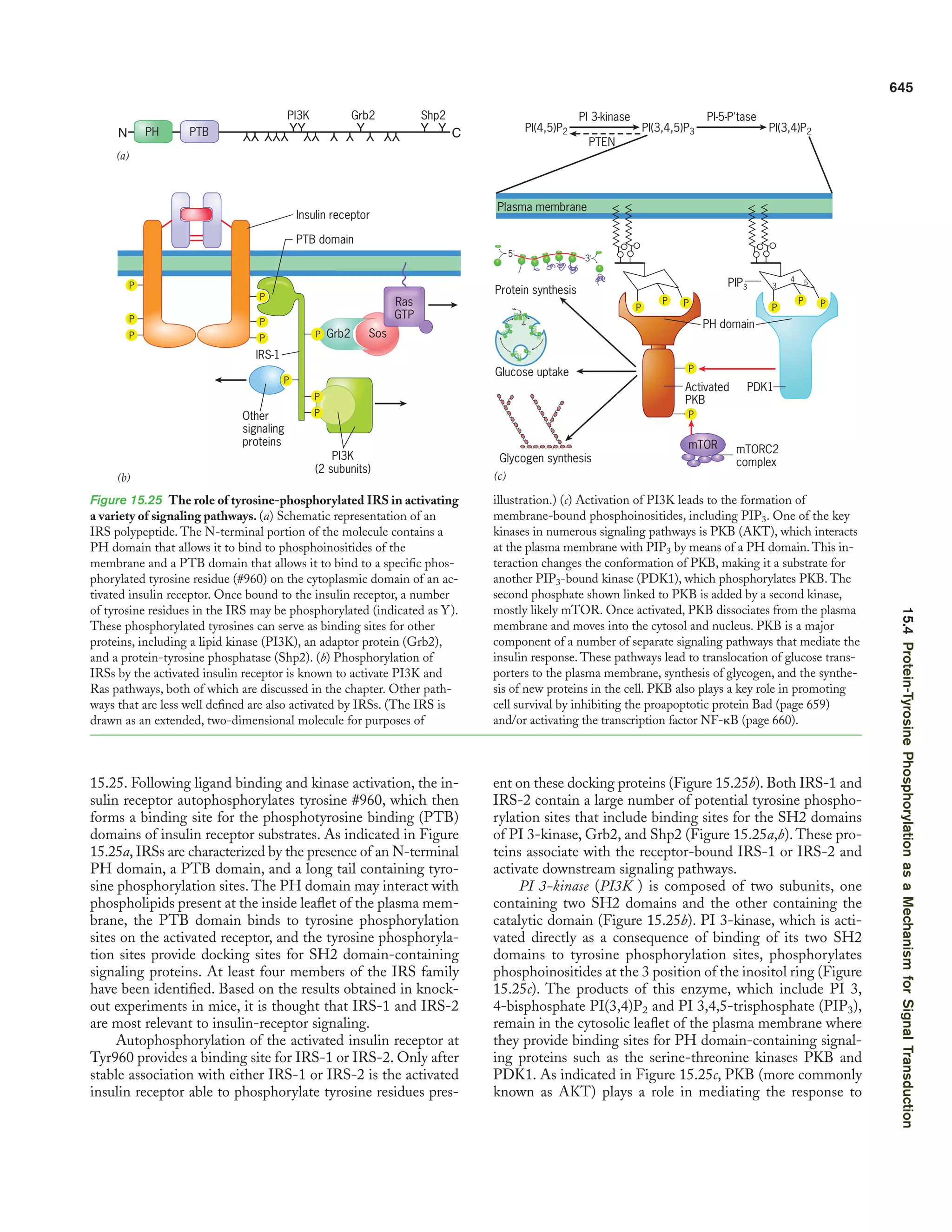 Cell signalling and signal transduction Communication between cells ...