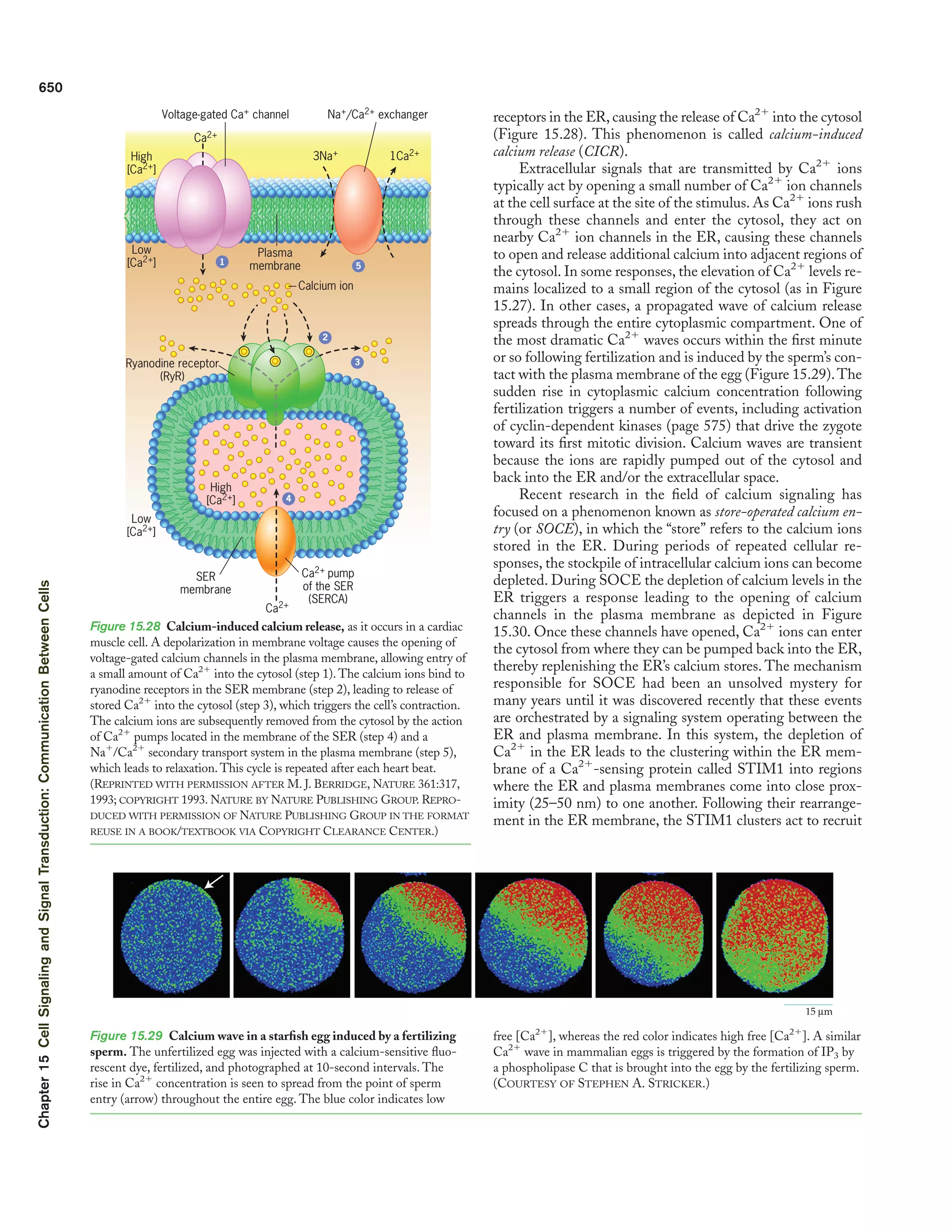 Cell signalling and signal transduction Communication between cells from karp | PDF