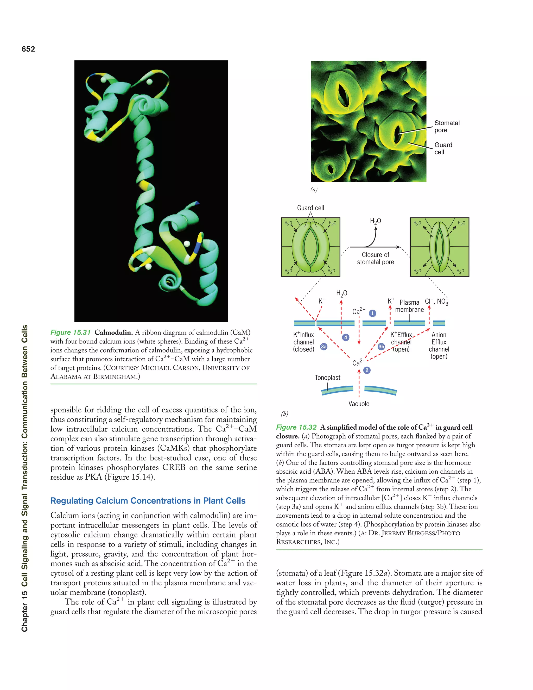 Cell signalling and signal transduction Communication between cells ...