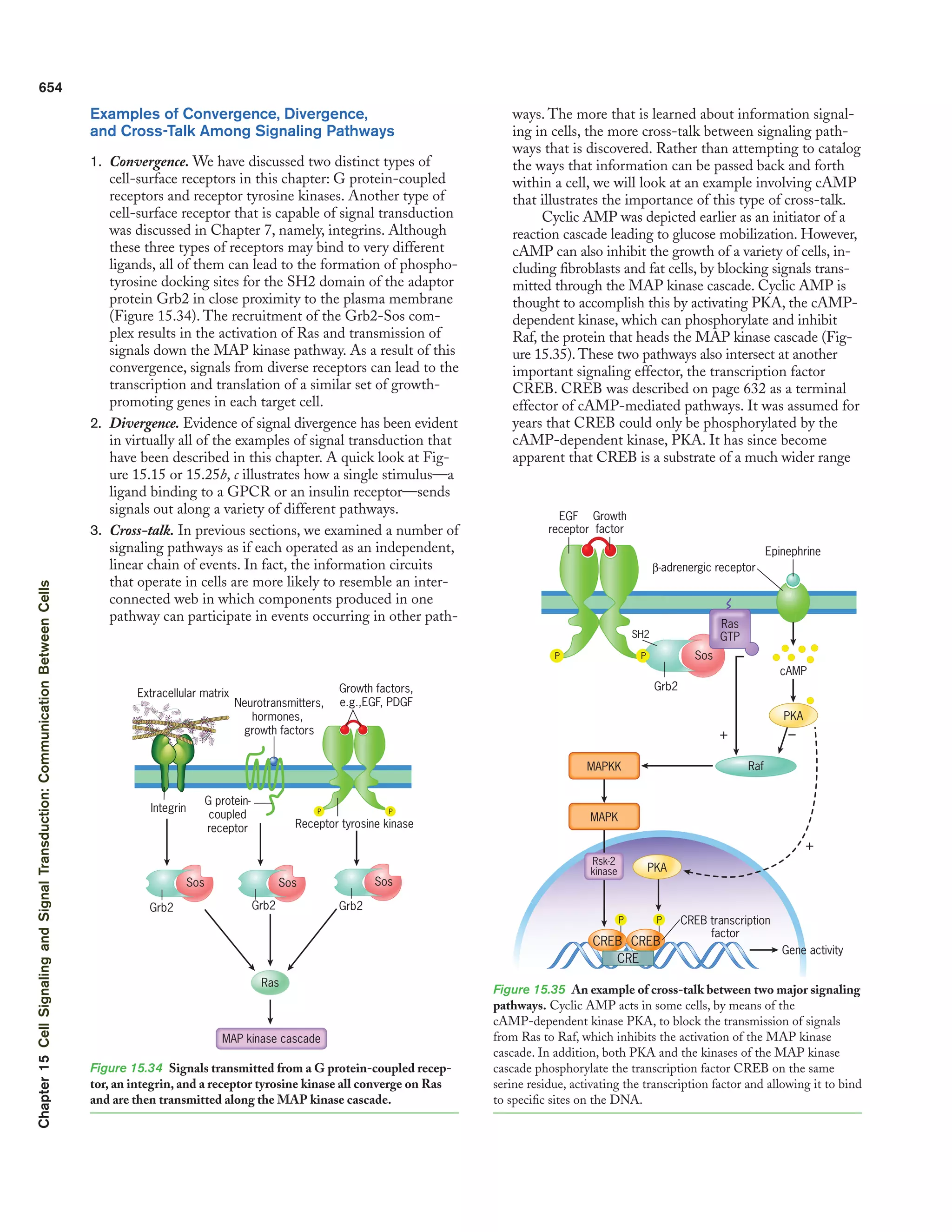 Cell signalling and signal transduction Communication between cells from karp | PDF