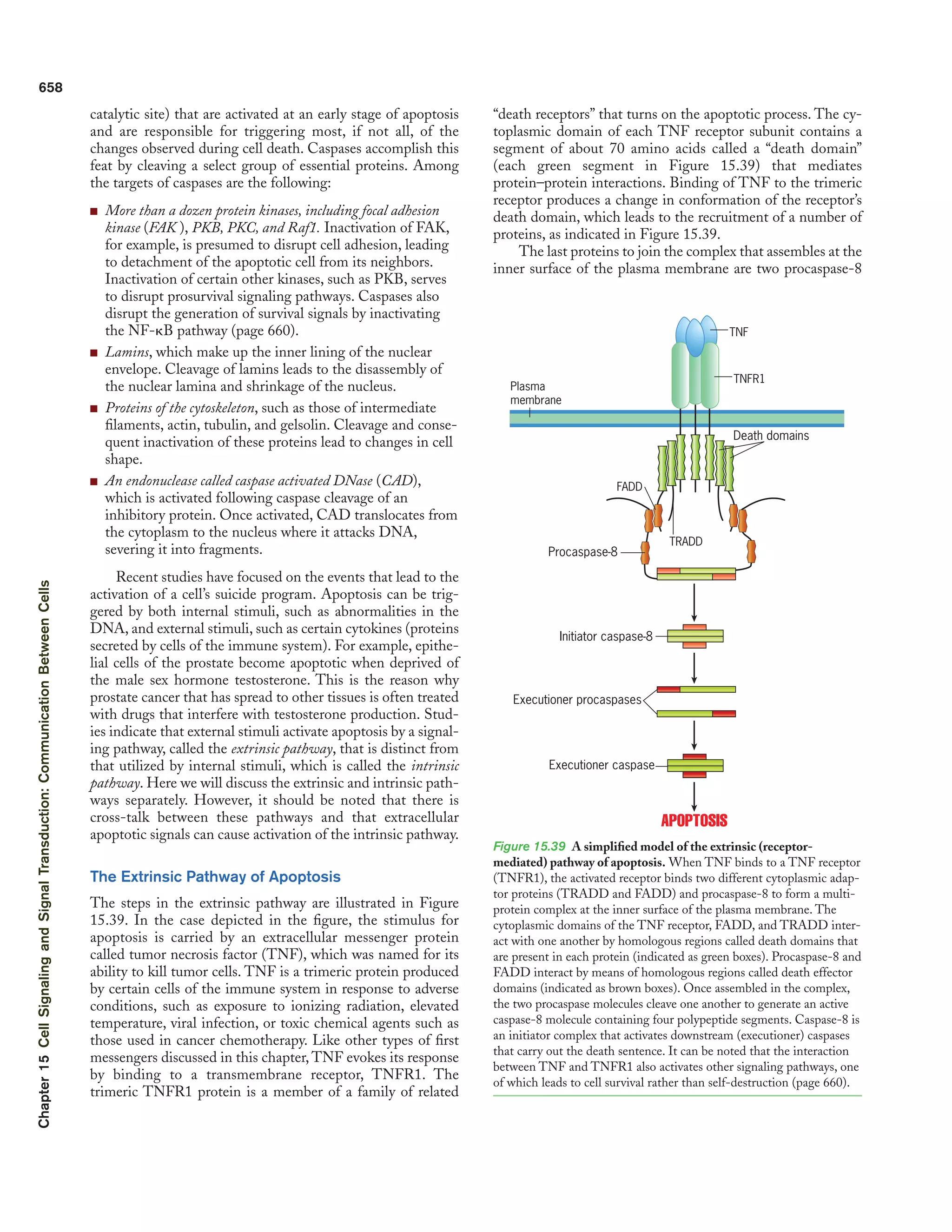Cell signalling and signal transduction Communication between cells ...