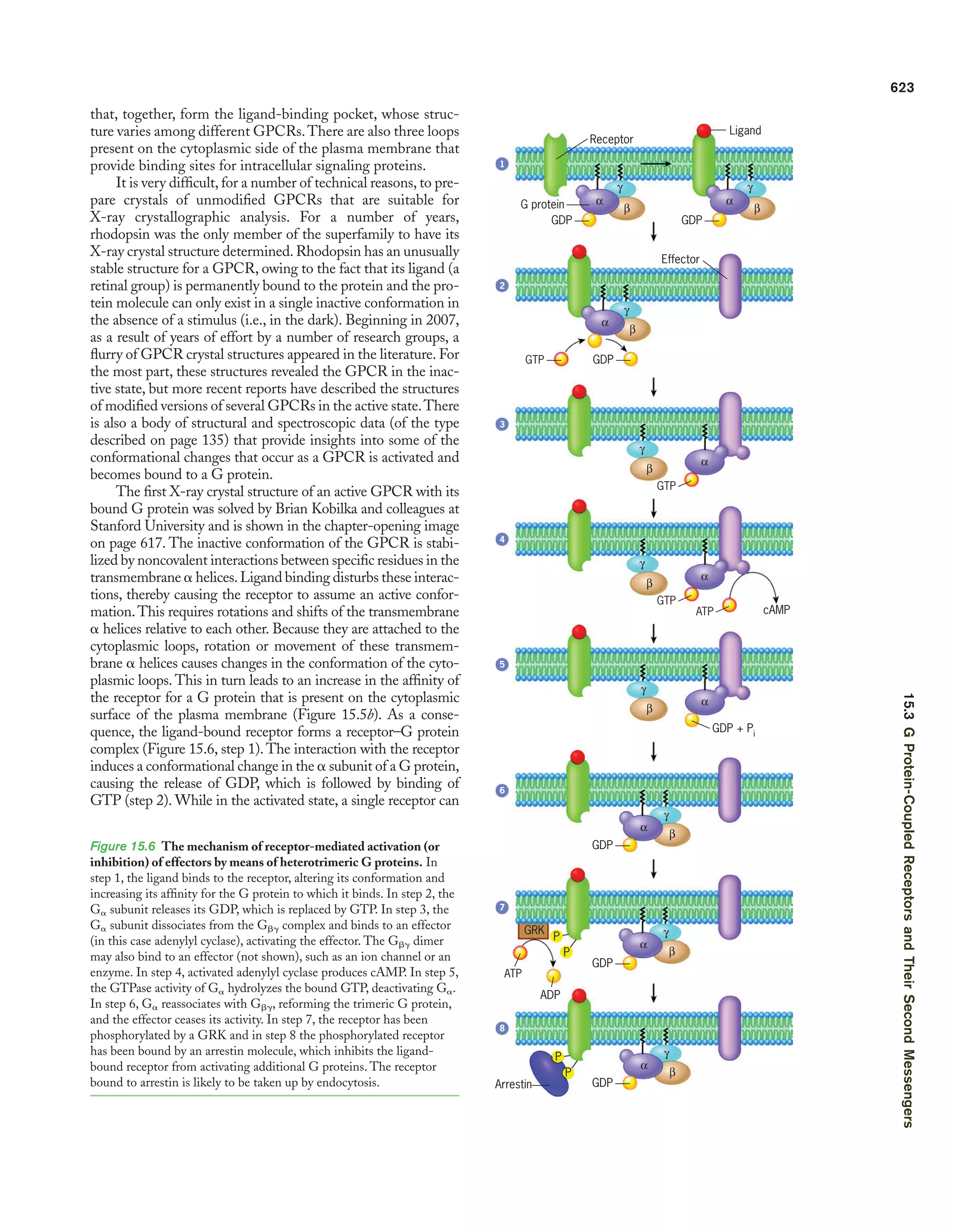 Cell signalling and signal transduction Communication between cells ...