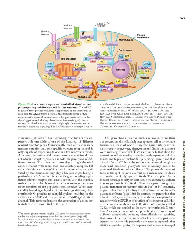 Cell signalling and signal transduction Communication between cells ...