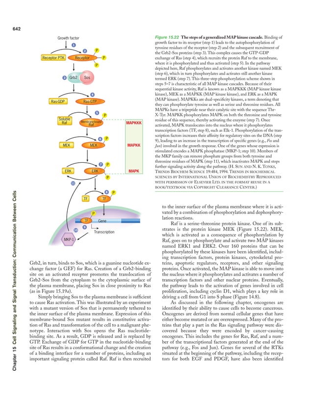 Cell signalling and signal transduction Communication between cells ...