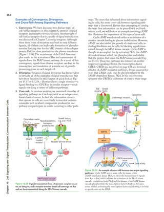 Cell signalling and signal transduction Communication between cells ...