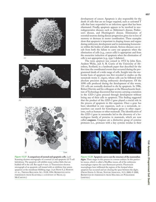 Cell signalling and signal transduction Communication between cells from karp | PDF