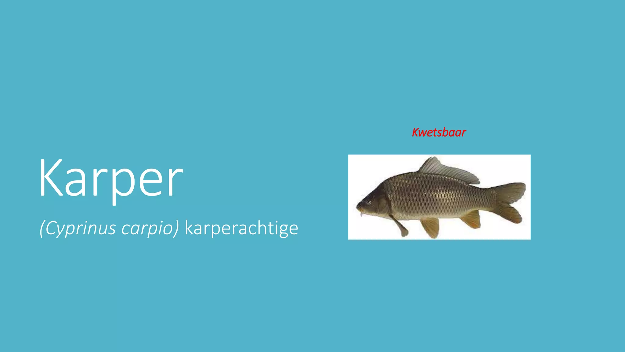 Powerpoint Spreekbeurt over de Karper (cyprinus carpio) | PPTX