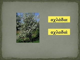 ΚΑΡΠΟΙ ΚΑΙ ΔΕΝΤΡΑ | PPT