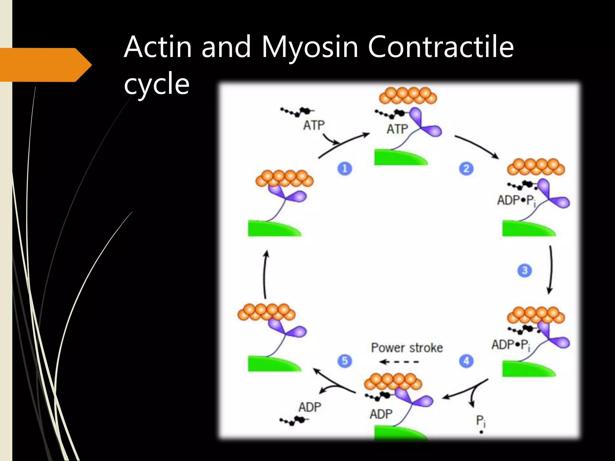 muscle contractile mechanism, Ca2+ signalling in muscle | PPTX