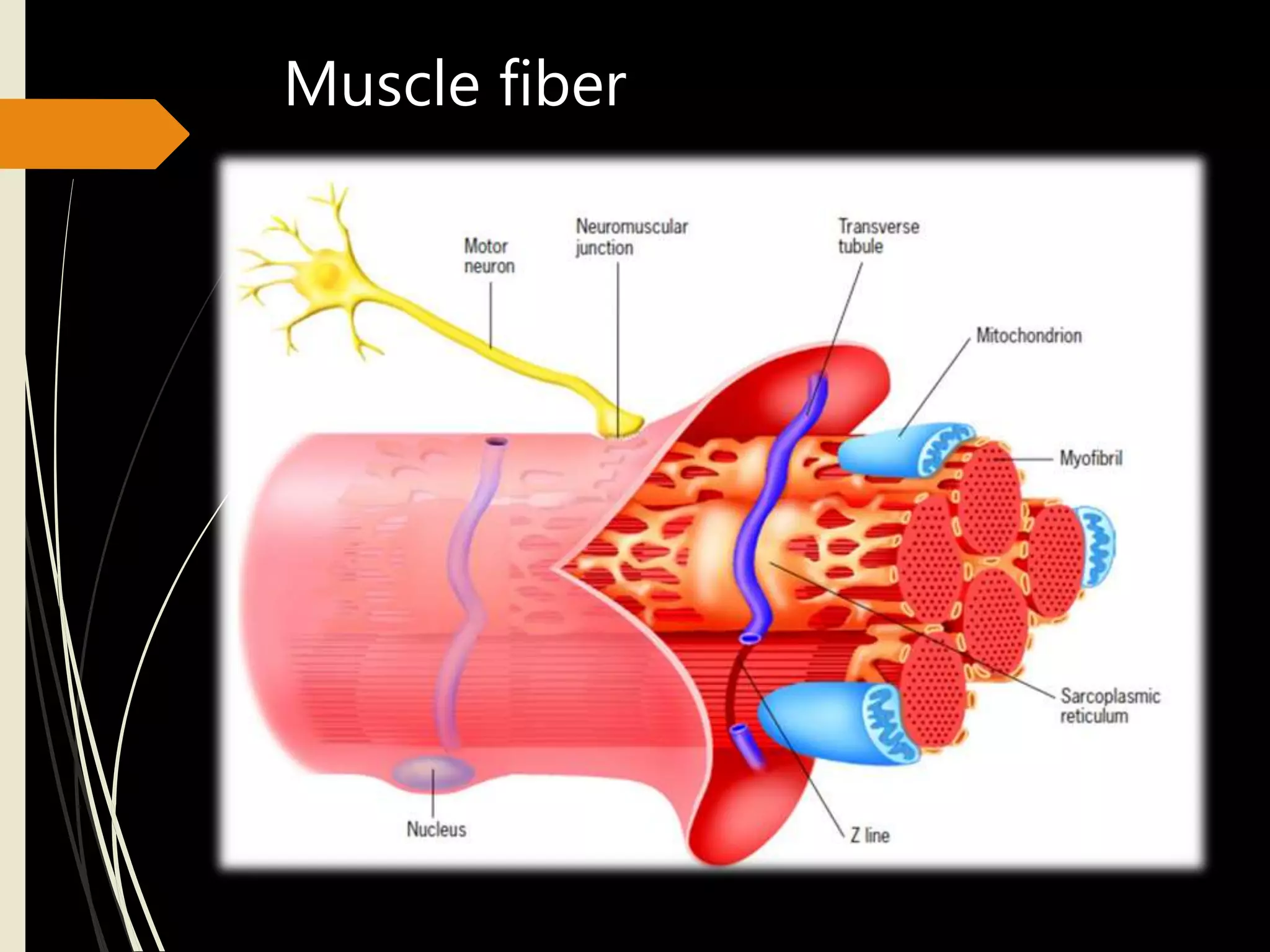 muscle contractile mechanism, Ca2+ signalling in muscle | PPTX