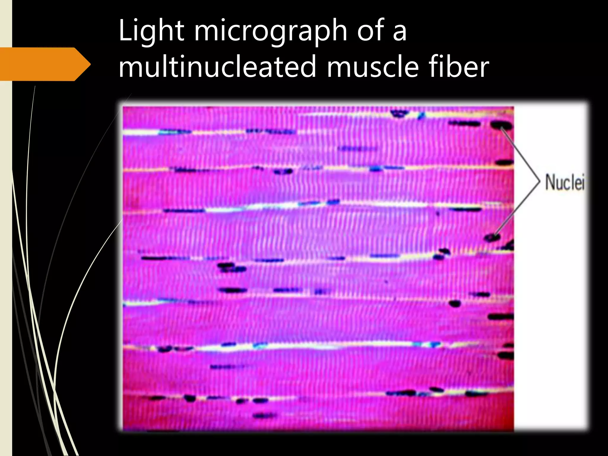 muscle contractile mechanism, Ca2+ signalling in muscle | PPTX