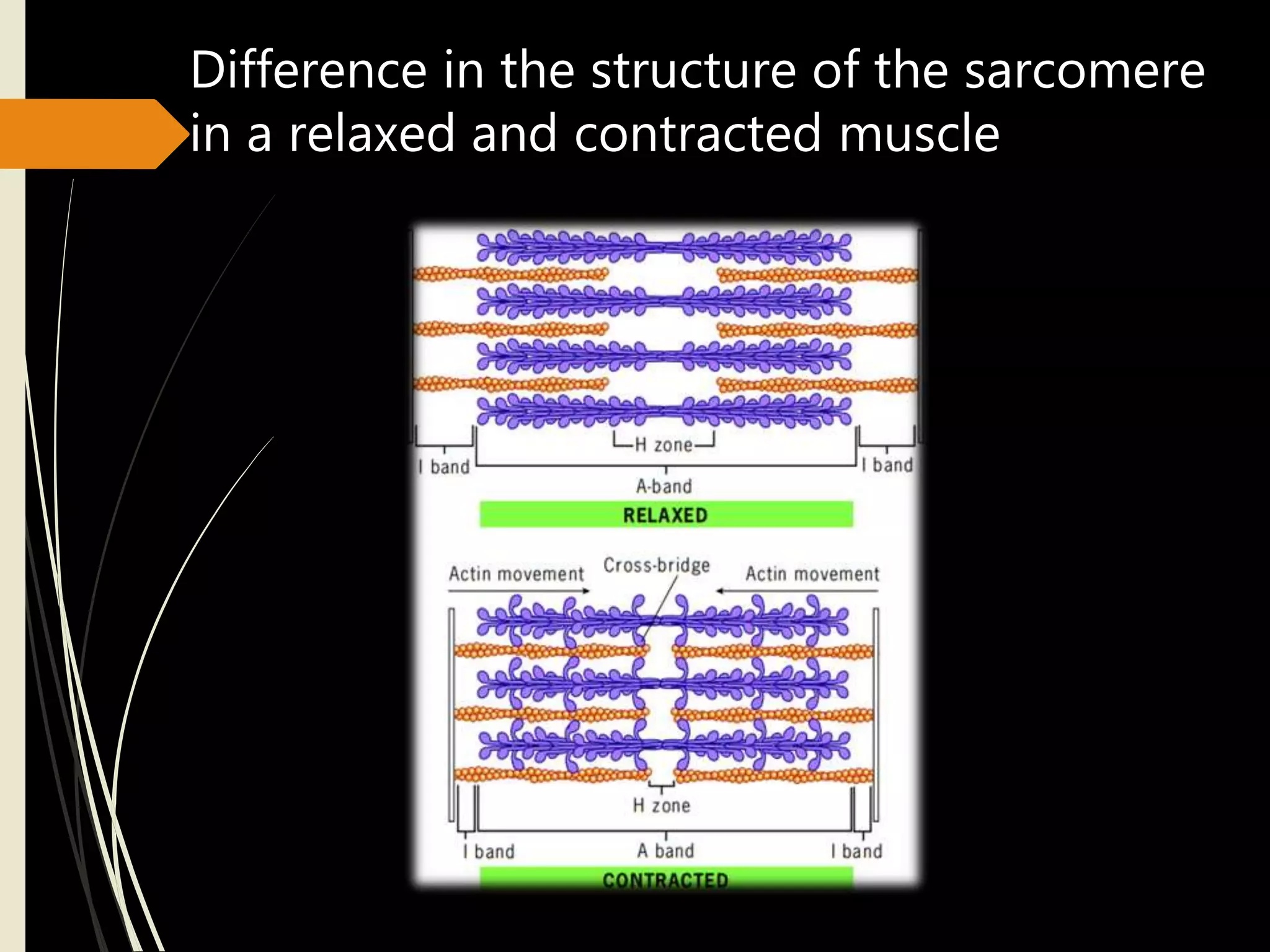 muscle contractile mechanism, Ca2+ signalling in muscle | PPTX