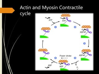 muscle contractile mechanism, Ca2+ signalling in muscle | PPTX