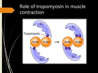 muscle contractile mechanism, Ca2+ signalling in muscle | PPTX