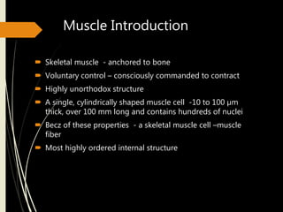 muscle contractile mechanism, Ca2+ signalling in muscle | PPTX
