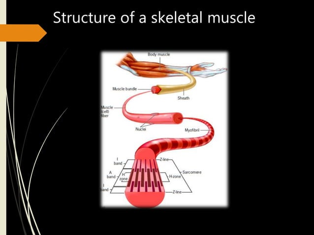 muscle contractile mechanism, Ca2+ signalling in muscle | PPT
