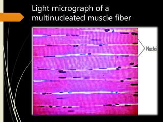 muscle contractile mechanism, Ca2+ signalling in muscle | PPTX
