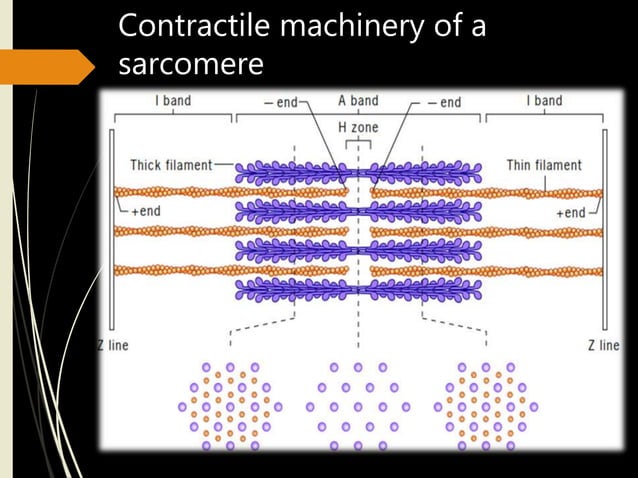 muscle contractile mechanism, Ca2+ signalling in muscle | PPT