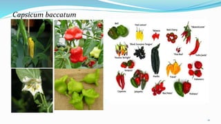 Systematics of chilli (Capscicum annuum) - Horticulture | PPTX