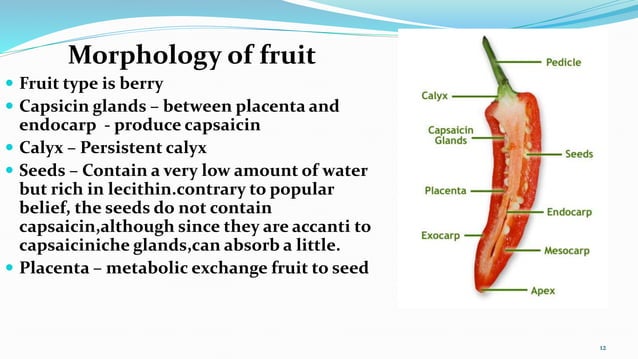 Systematics of chilli (Capscicum annuum) - Horticulture | PPTX ...