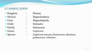 Systematics of chilli (Capscicum annuum) - Horticulture | PPTX