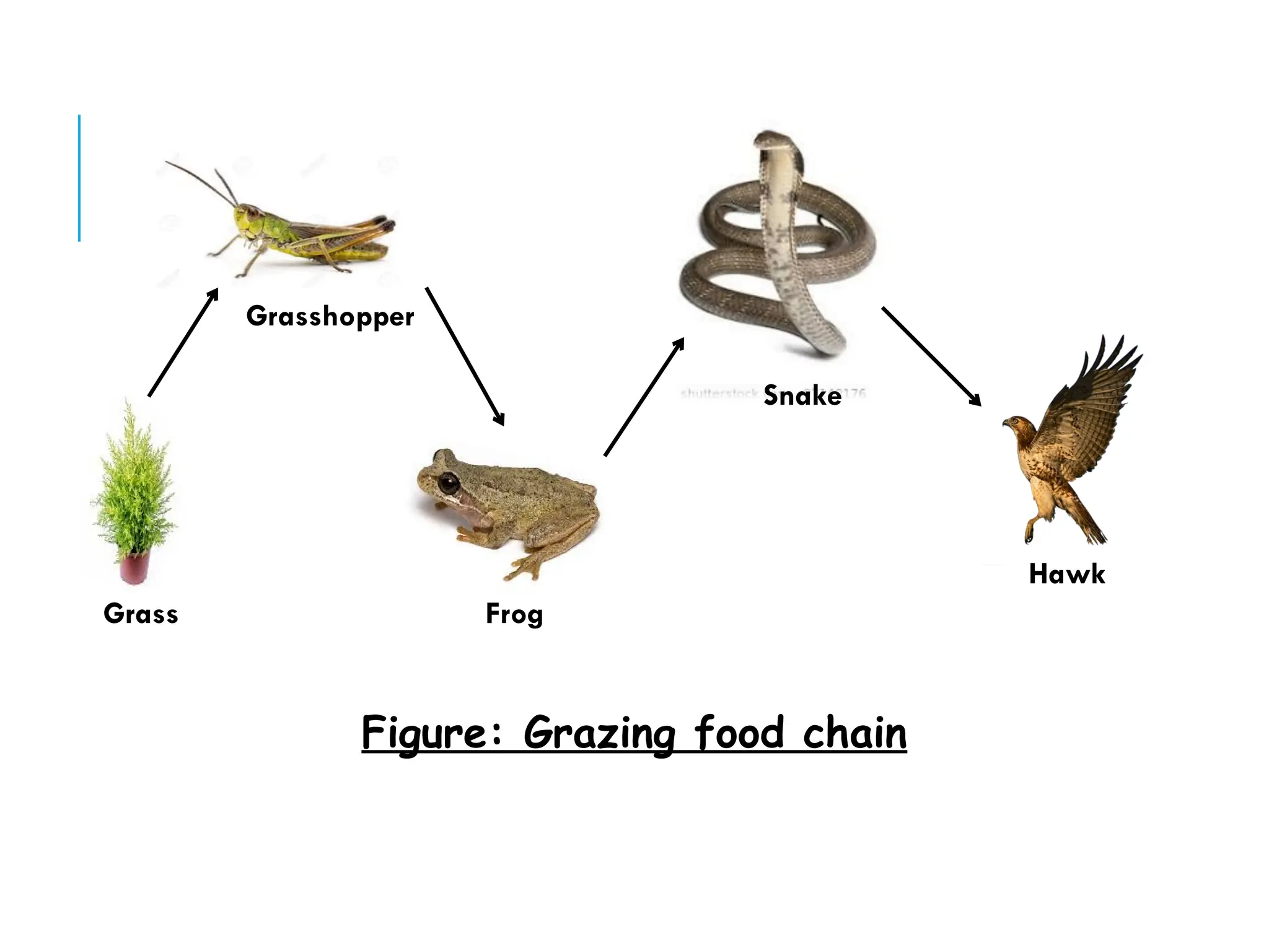 food chan and food web in ecosystem.pptx