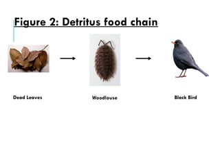 food chan and food web in ecosystem.pptx